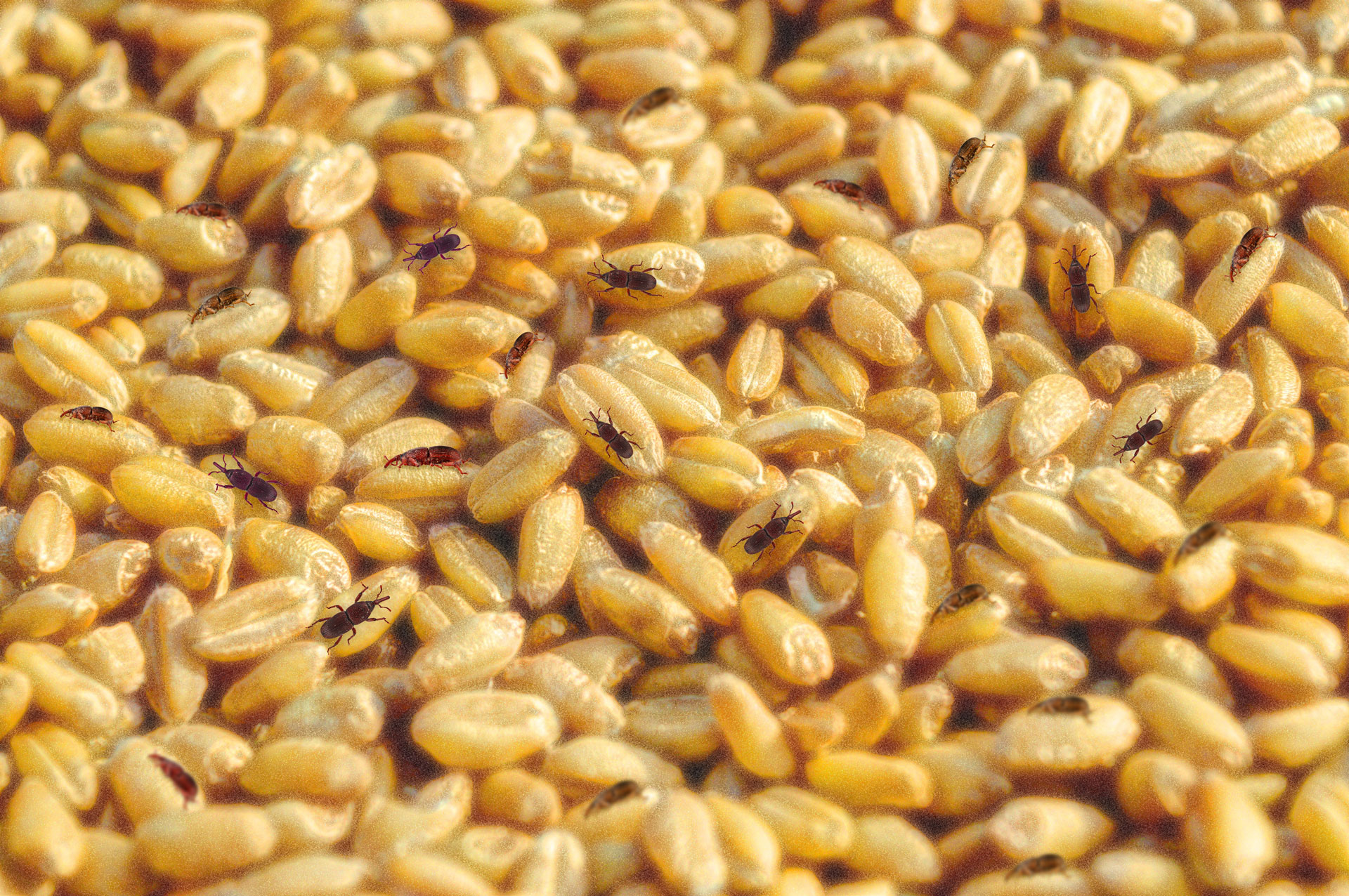 Plasma Treatment on grains - PlasmaRight Grains